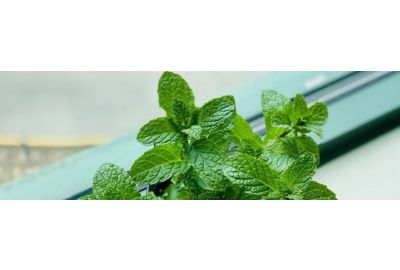 Menta: planta medicinala cu proprietati digestive si efecte calmante ...