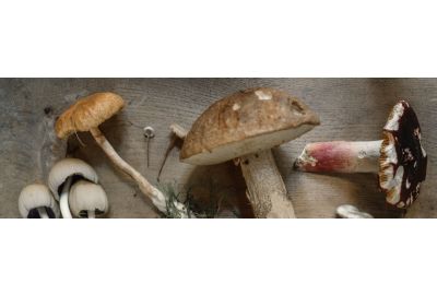 Tipuri de ciuperci și beneficiile acestora pentru sănătate