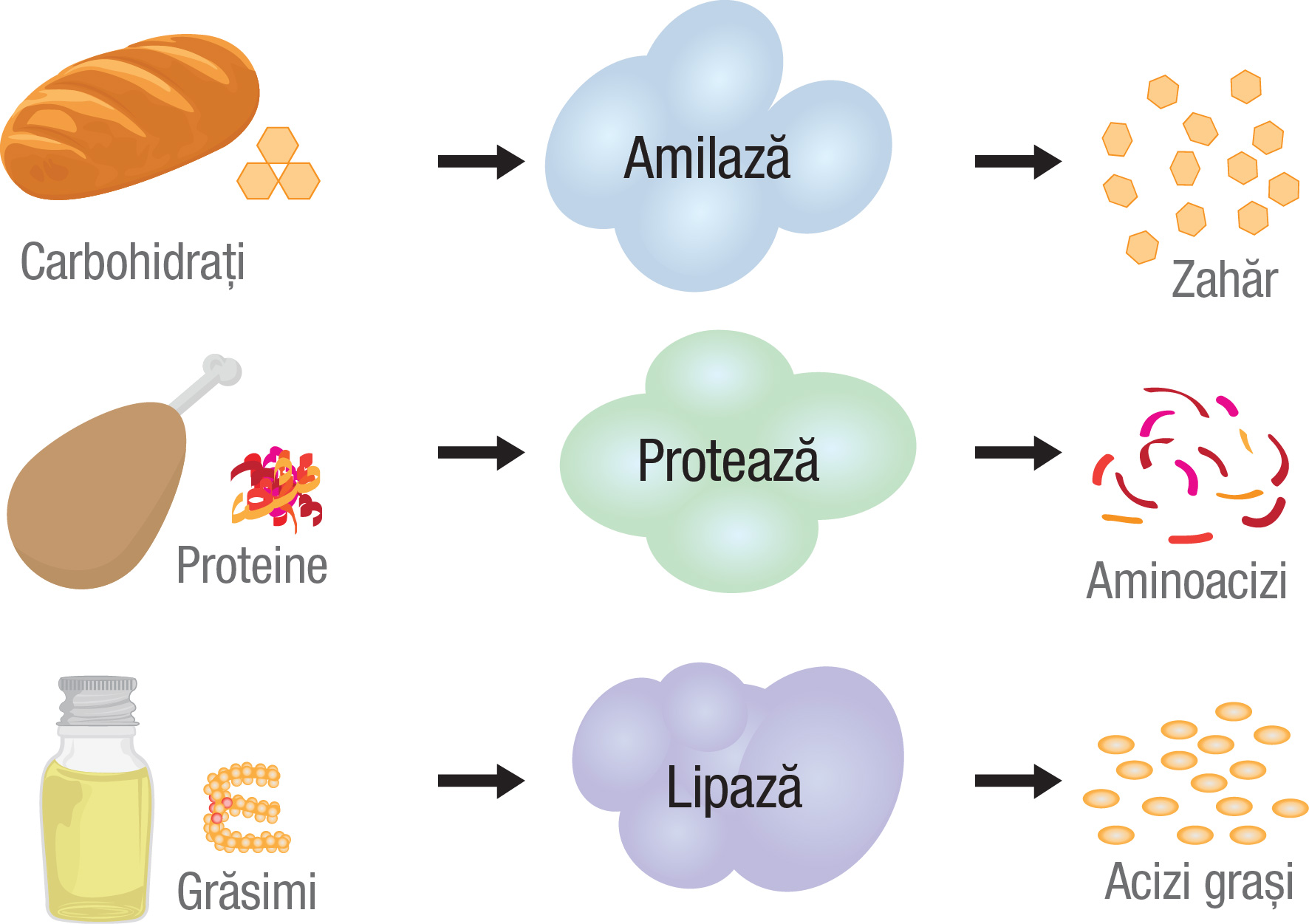 BioSunLine Pancreon Trienzym, 30 capsule