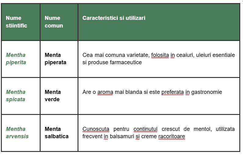 Ceai de menta: beneficii, proprietati, contraindicatii. Spring Farma
