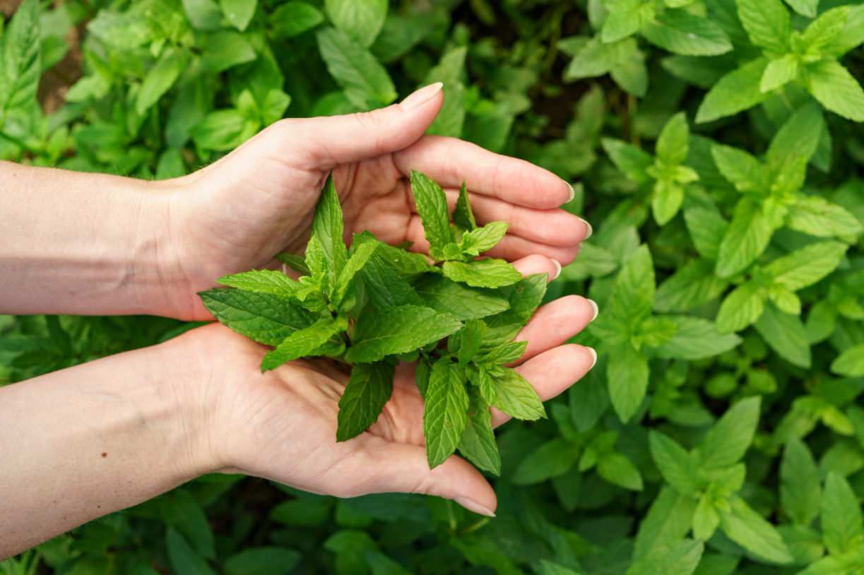 Menta: beneficii, utilizari si proprietati pentru digestie si relaxare
