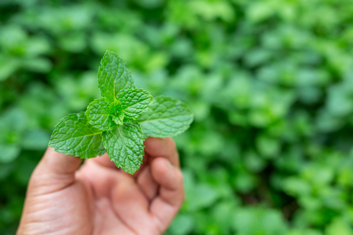 Menta: beneficii, utilizari si proprietati pentru digestie si relaxare